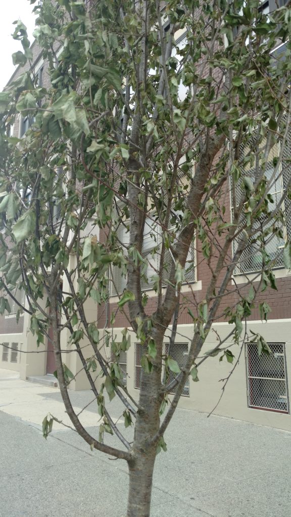 Dry tree – New Jersey Tree Foundation
