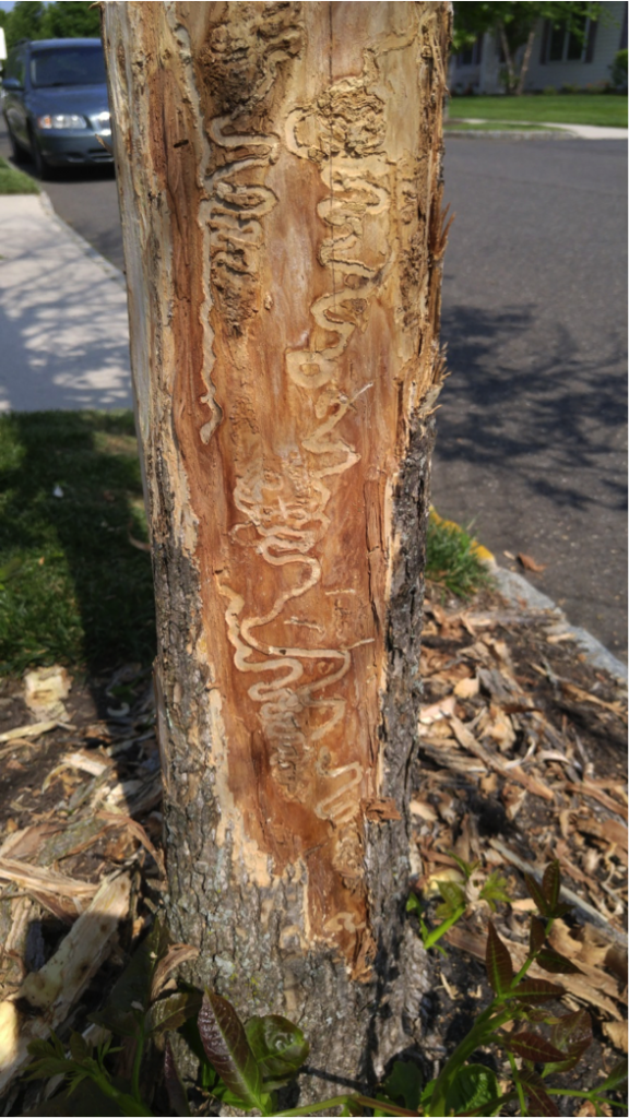 Emerald Ash Borer (EAB) – New Jersey Tree Foundation