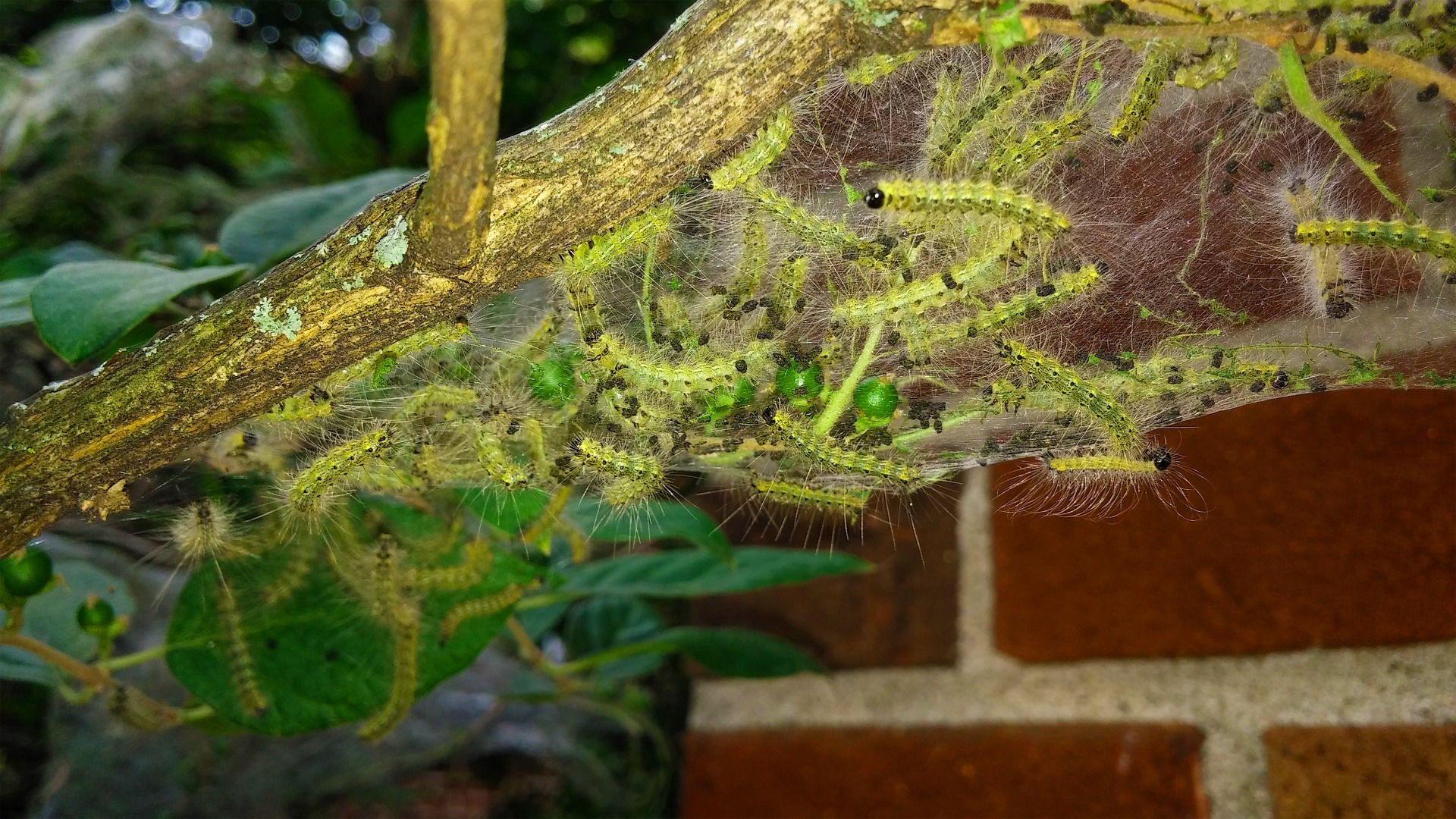 Fall Webworm – New Jersey Tree Foundation